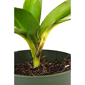 9Greenbox - Dwarf Banana Plant - 4" Pot - Live Plant