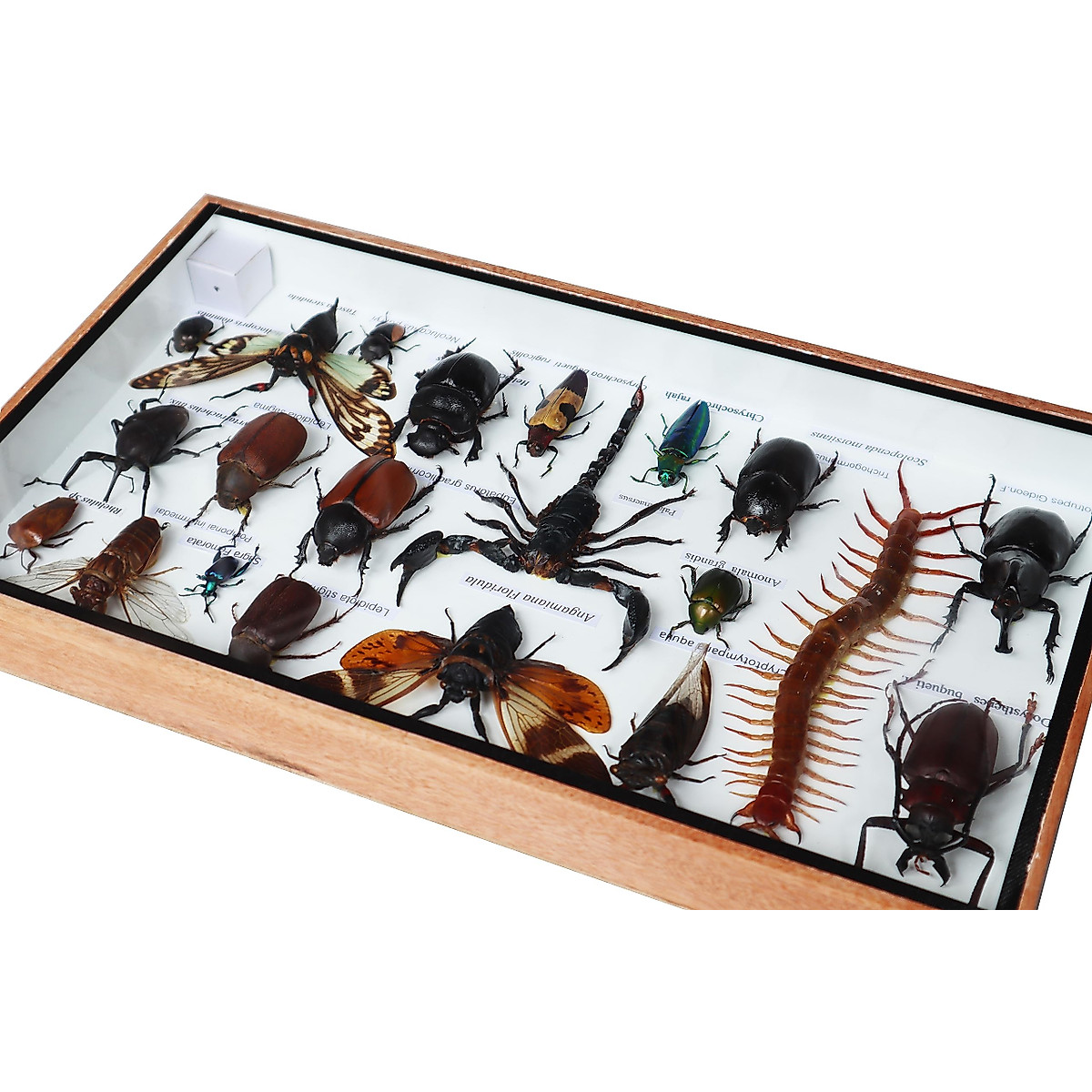 ThaiHonest Very Rare Real MIXS Insect Taxidermy Set in Boxes Display for Collectibles