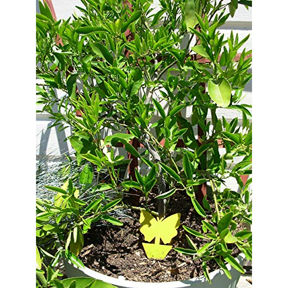 21C 21 Century Solutions Yellow Dual Sticky Fly Traps 10-Pack for Gnat Whiteflies Fungus Gnats Flying Insects - Houseplant Disposable Glue Trappers Save a Garden Butterfly Shape