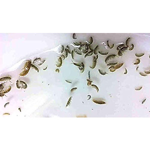AQUACULTURE NURSERY FARMS Amphipods Saltwater Aquacultured Amphipods for Sale (100 cnt)