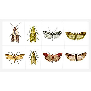 Moth Traps with Two pheromones for All Clothes Moths Kitchen Moths and Pantry Moths 6 Traps