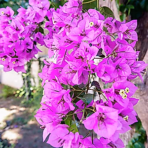 QAUZUY GARDEN 100 Purple Bougainvillea Seeds, Paperflower, Attract Pollinators, Fast-Growing Perennial Flowering Shrub Bush Tree Plant, Striking Showy Accent