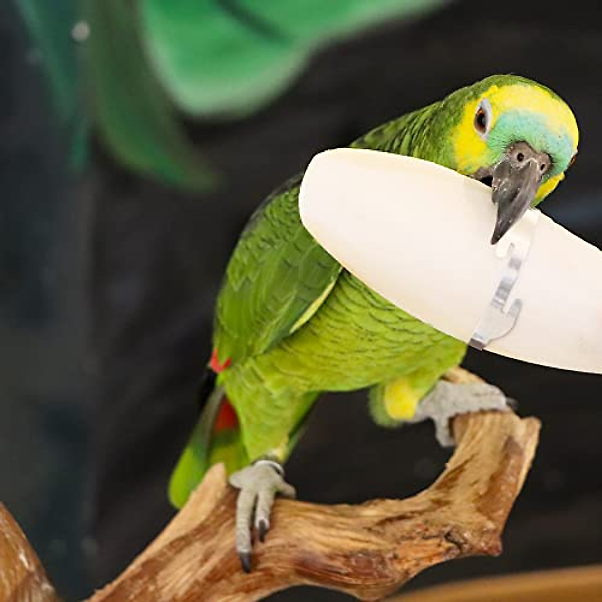 DQITJ 4 Pcs Cockatiels Cuttlebones Cuttlefish Bones for Birds Cockatiels All Parrots Lovebirds Small Conures Mynahs Toucans African Greys Parakeets Budgies Finches Canaries (6.3 inch)