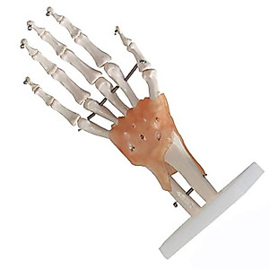 GagalU Hand Joint Model, Human Hand Joint Anatomical Skeleton with Skin Model Life Size, Teaching Supplies Doctors Office Educational Tool for School,Education