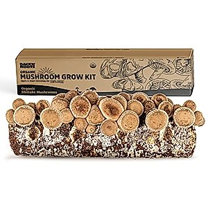 Back to the Roots Organic Shiitake Mushroom Kit; Great Gift; Easy for Beginners, for Indoor Growing