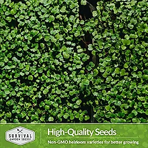 Survival Garden Seeds Cabbage Microgreens for Sprouting and Growing - 2 Packs - Sprout Green Leafy Micro Vegetable Plants Indoors - Grow A Mini Windowsill Garden - Non-GMO Heirloom Variety
