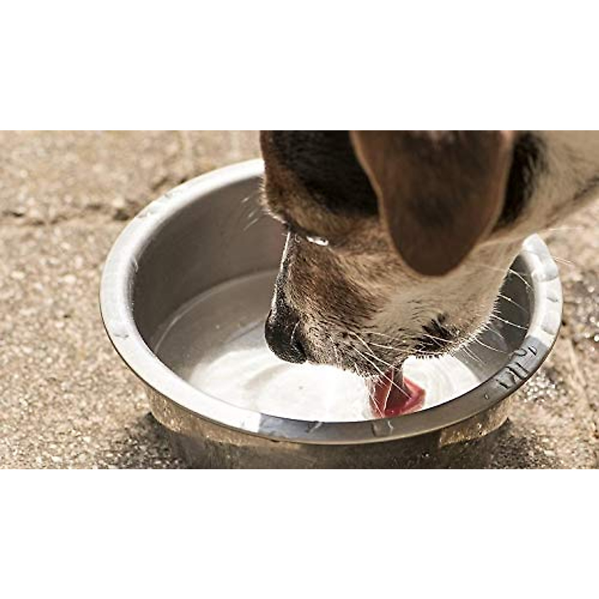 Bladder Support for Dogs - Dogs Urinary Tract Support - Maintain Health Function - CHEWABLE - uva Ursi for Dogs - - dog supplements & vitamins - dog vitamins and multivitamins - 90 Treats (1 Bottle)