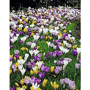 40 Jumbo Crocus Mixture - Crocus vernus & flavus by Daylily Nursery