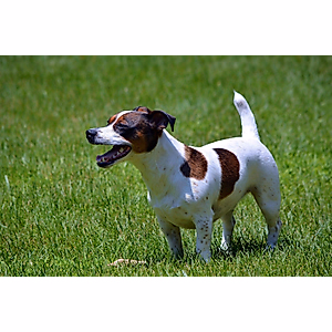 Best Dog Food for Bad Breath - PROBIOTICS for Dogs - Healthy Gut - Stop Gas Diarrhea and Bad Breath - Digestive Boost - Dog probiotics chewables - 3 Bottles (180 Treats)