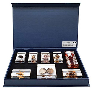 Cherish XT 8 PCS Marine Animals Specimens Set Paperweights Taxidermy for Science Education Include Pagurid,Spiral Shell,Lobster,Sea Anemone,Cuttlefish,Fiddler Crab,Clams,Starfiash Specimen