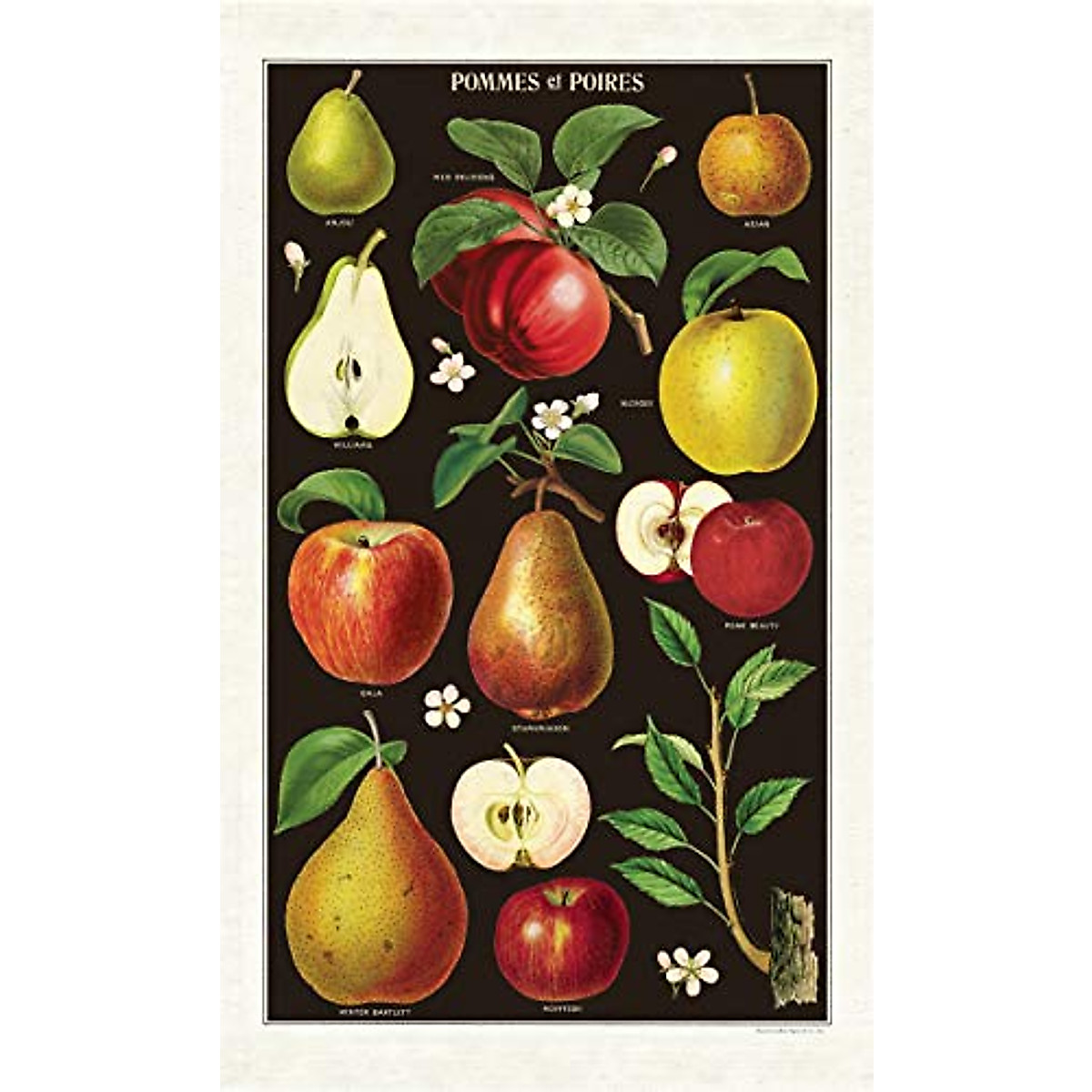 Cavallini Papers & Co. Apples & Pears Tea Towel, Multi