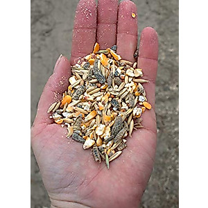 Pampered Chicken Mama Backyard Chicken Feed with Black Soldier Fly Larvae Grubs Soy Free & Herbs (10 Pounds) Non-GMO Layer Pellets: High Protein All-Natural Grower Feed Supplies for Laying Chickens