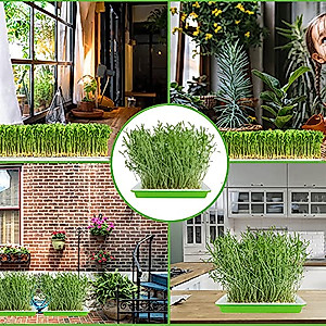 QHC KOCK 6-Pack Seed Sprouter Tray BPA Free PP Soil-Free Big Capacity Healthy Wheatgrass Grower Sprouting Container Kit Wheatgrass Cat Grass Seedling Planting Storaging Trays for Garden Home Office