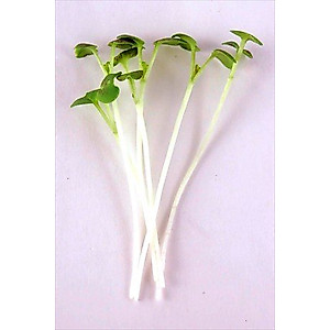 Osaka Purple Mustard Seeds - 4 Oz. Resealable Bag - Use for Indoor Gardening, Growing Microgreens & More | Micro Greens Salad Garden Seeds