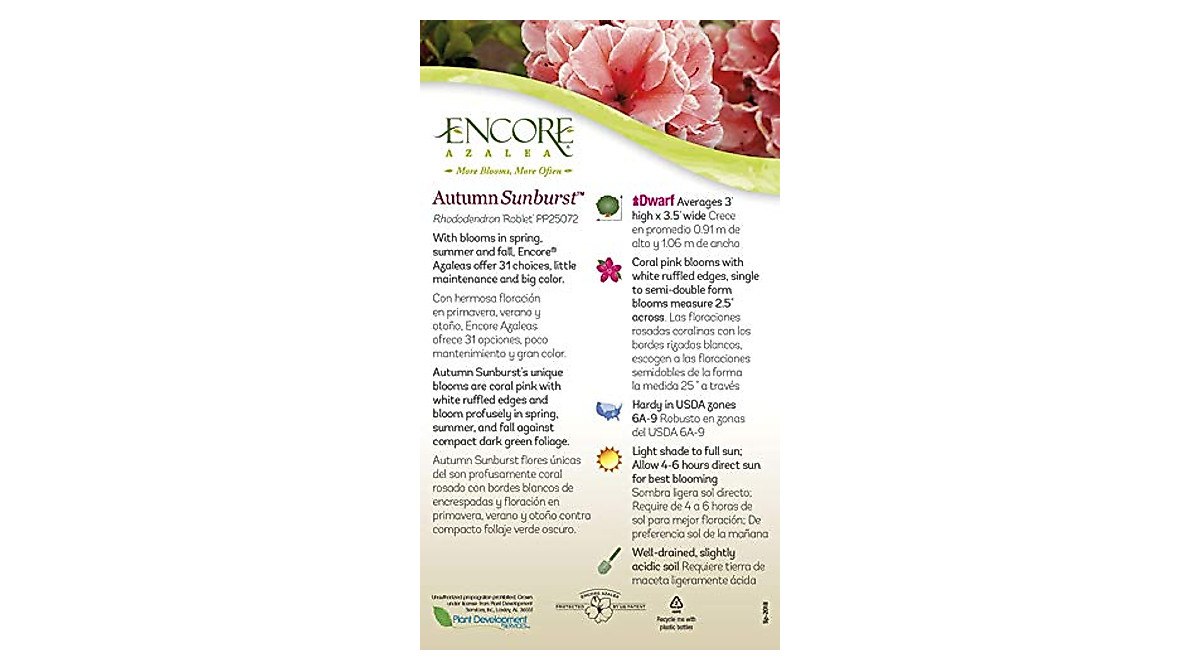 Encore Azalea Autumn Sunburst - Vibrant Outdoor Flowering Plant