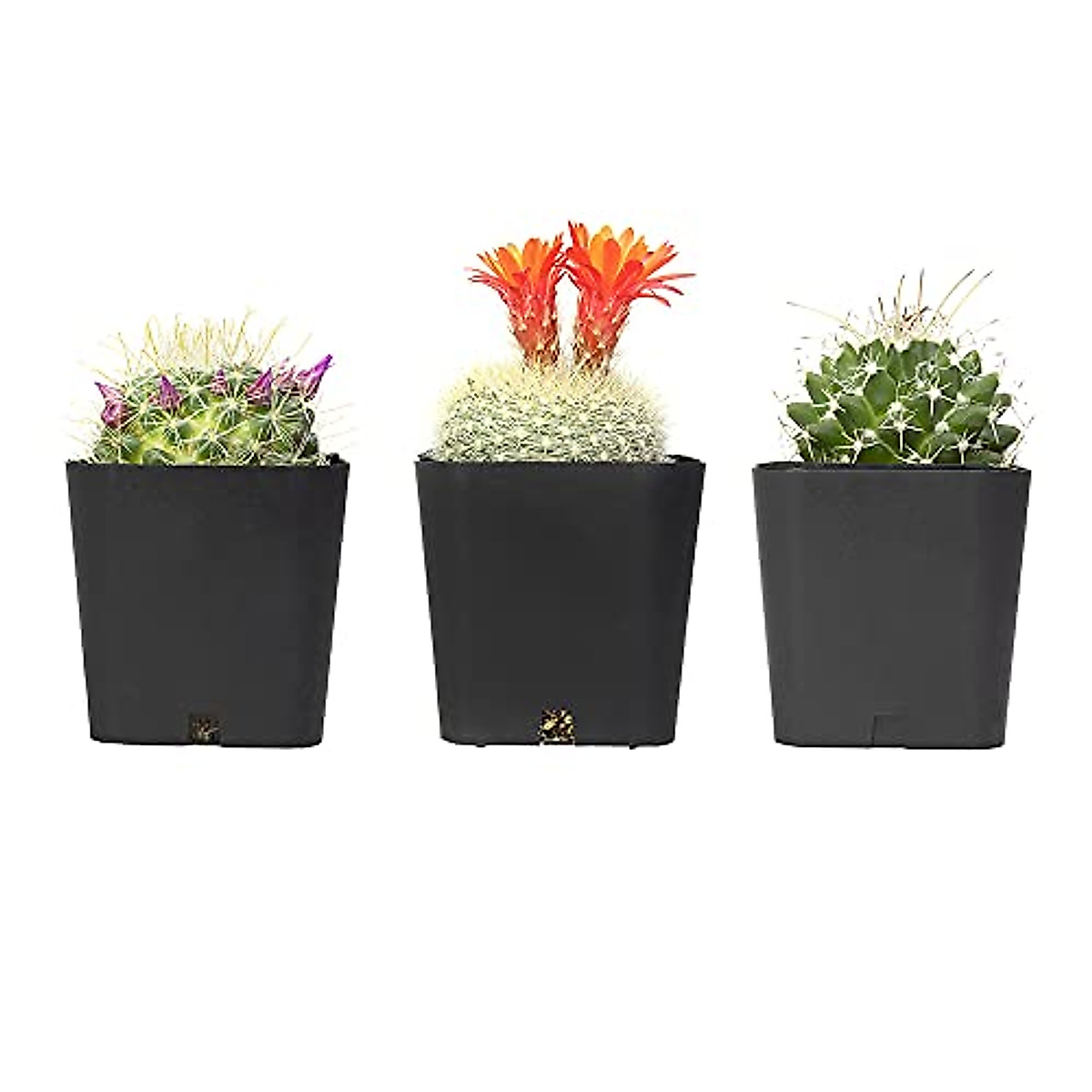 Cactus Plants (Mix of 3), Mammillaria Cactus Plants Live in Cactus Soil, Opuntia Cactus Live Plants, Cacti Plants Live, Cactus Décor Succulents, Cacti Décor Drought Tolerant Plants by Plants for Pets