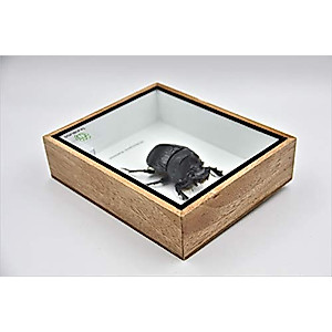 Real Exotic Elephant Dung Beetle Specimen (Heliocopris Dominus) FEMALE - Preserved Taxidermy Insect Bug Collection Framed in a Wooden Box as Pictured