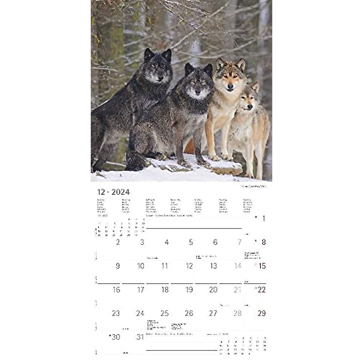 Wolves 2024 Brochure Calendar 30 x 30 cm (30 x 60 Open) Calendar with Space for Notes Wolves Picture Calendar Wall Planner Alpha Edition