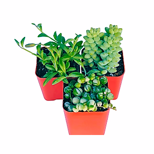 Succulents Plants Live (3-Pack) 2" Hanging Plants Starter Pack, Live Succulent Plants Fully Rooted in Planter Pots with Succulent Soil Mix by The Succulent Cult (3 Pack)