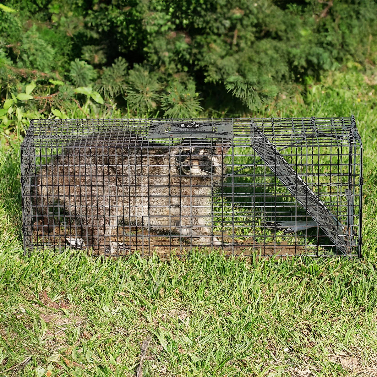 Rugged Ranch CatchMor Live Animal Multi Catch 2 Pack Trap, 1 Large & 1 Small Metal Catch & Release Cage for Raccoons, Opossums, Bunnies, & Squirrels