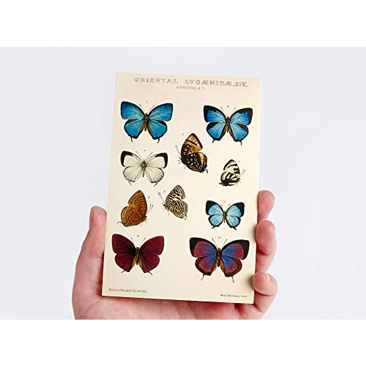 Vintage Collection Postcard Set: Pack of 30 Retro Style Botanical, Nature and Ephemera Postcards by Wintertime Crafts