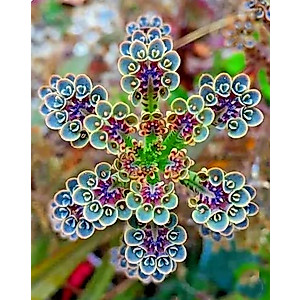 5 Mother of Millions Kalanchoe Plants, Planting Ornaments Perennial Garden Simple to Grow Pots Gifts, 2 Inches in Tall
