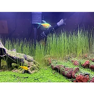 3 Bags Aquarium Plant S.e.e.d Set, not aritifical Plastic, Fresh Water Live Grass for Fish Tank ZQ21