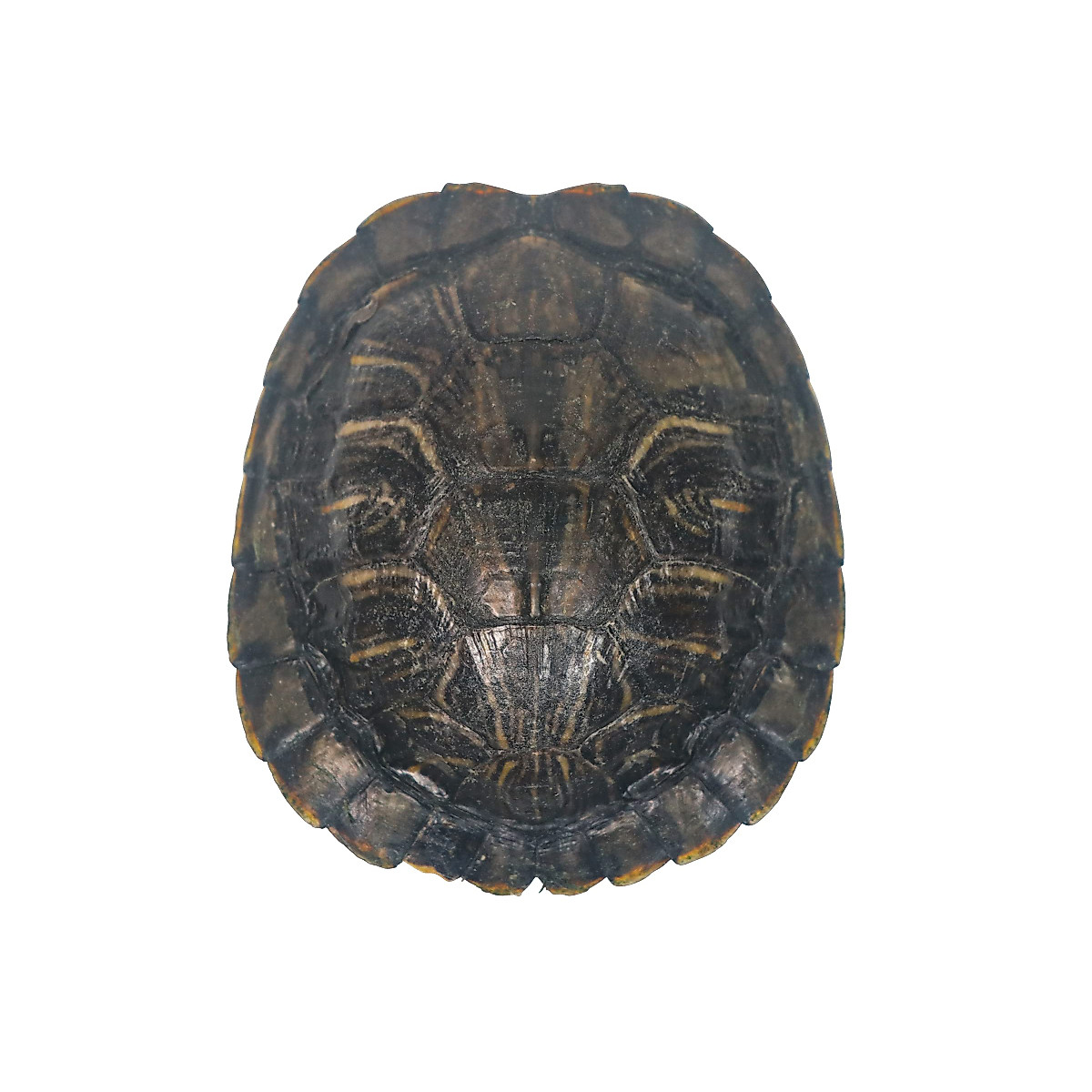 3-4" Red Ear Turtle Shell (227GS-0304) 10UB