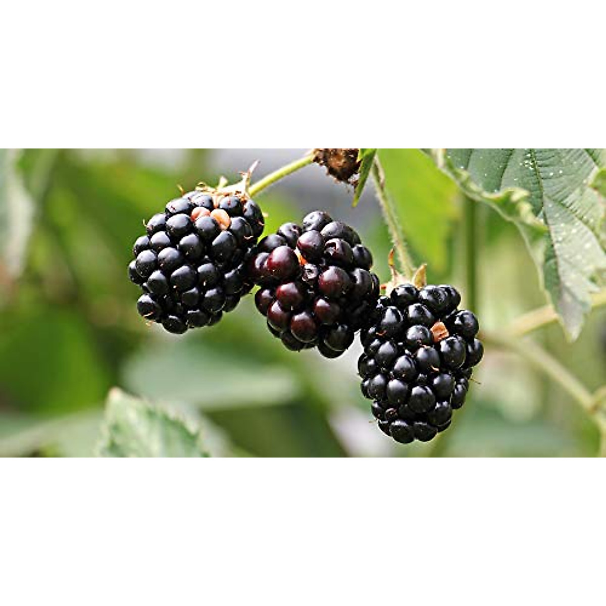 BlackBerry - Chester - THORNLESS - Non-GMO - Good Flavor, Large Berries - 2 Pack - Wrapped in Coco Coir - GreenEase by ENROOT