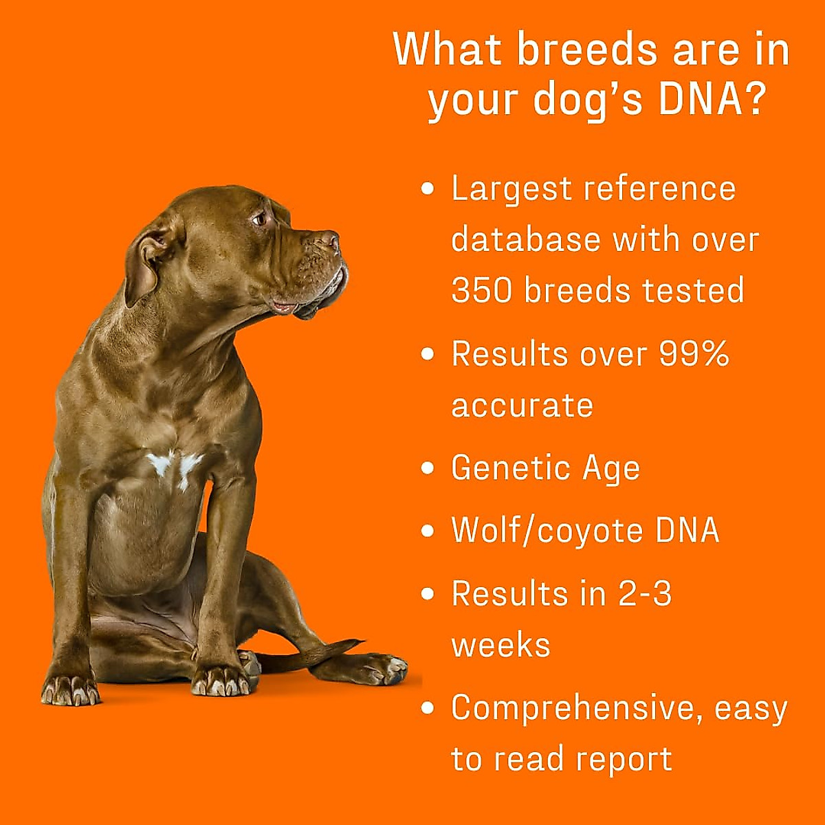 Dna My Dog Premium Test – Premium Breed ID Over 300 Breeds Plus Genetic Age Test, Wolf/Coyote DNA and Mixed Breed Identification, Non-Invasive Cheek Swab for Puppies to Adult Dogs