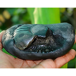 2.25"X4"Shri Laxmi Narayan Shaligram, Rare & Special One Piece, Religious Gifts, Saligram Stone - Gandaki River -I-6051