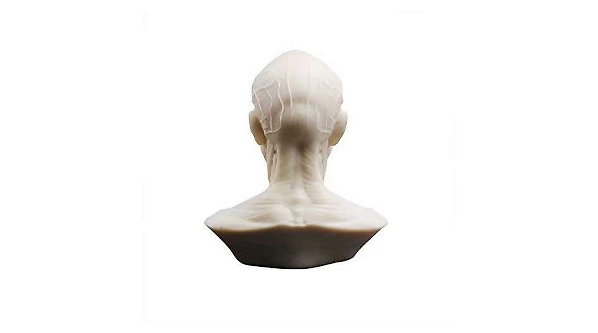 DenFactory Human Muscle Skeleton Head Model - 10cm Art