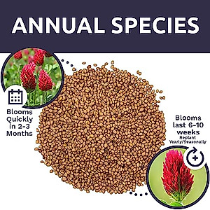 Crimson Clover Seeds – Extra Large Packet – Over 5,000 Open Pollinated Non-GMO Seeds – Trifolium incarnatum