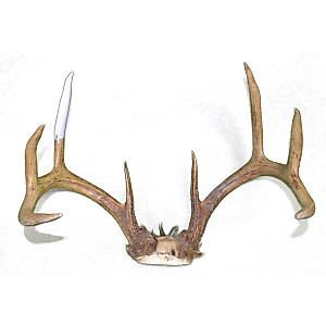 Pro Size Antler Art Crafting Epoxy Kit - Repair Horns Antlers Skulls Teeth Claws - 3 lb. Jumbo KIT -Great for Antler Lighting, Furniture, Collectibles, Antler Christmas Tree, Wreaths and More!