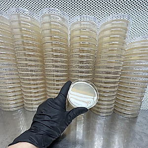 Malt Extract Agar Plates for Mycology, 10 Pack