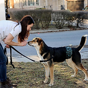 Leekalos Male Dog Diapers (3 Pack), High Absorbing Dog Belly Bands for Male Dogs, Washable Reusable Dog Male Wraps (Koala, Large)