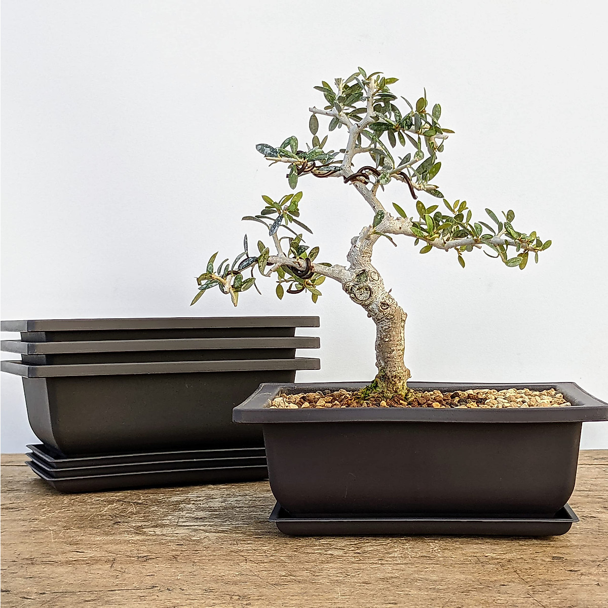 Tinyroots Bonsai Pots with Humidity Trays - Training Planters, Built in Mesh, 6-inch and 8-inch