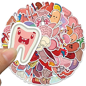 Cute Cartoon Organs Stickers, 65PCS Medical Body Organ Anatomy Stickers Pack for Kids, Teens, Waterproof Vinyl Stickers Bulk for Water Bottle, Laptop