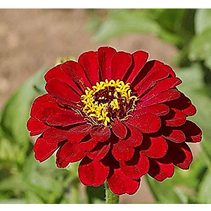 David's Garden Seeds Flower Zinnia Solid Color Meteor 1163 (Burgundy) 200 Non-GMO, Heirloom Seeds