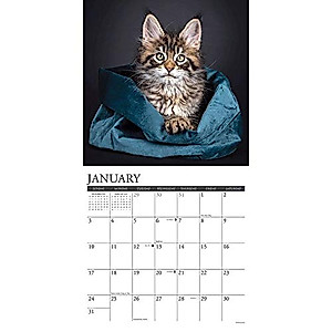 Just Maine Coon Kittens 2021 Wall Calendar
