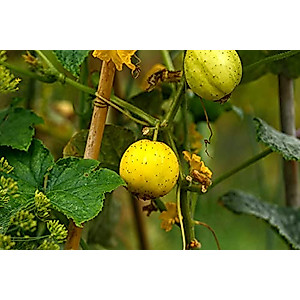 Lemon Cucumber Seeds for Planting,125+ Heirloom Seeds Per Packet, (Isla's Garden Seeds), Non GMO Seeds, Botanical Name: Cucumis sativus 'Lemon', Great Gift for Home Garden