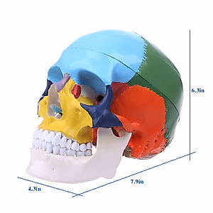 ASINTOD Human Color Skull Model with Brain, Life Size Anatomical Model, Color Coded Partitioned Skull, 8 Part Brain Human Skull Anatomical Model