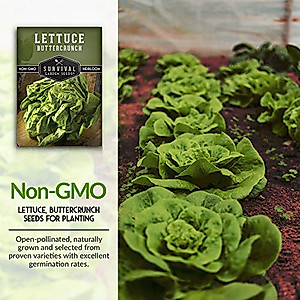Survival Garden Seeds - Buttercrunch Lettuce Seed for Planting - Packet with Instructions to Plant and Grow Rose Tinted Bibb Style Lettuce in Your Home Vegetable Garden - Non-GMO Heirloom Variety