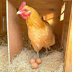 Backyard Barnyard 12 Pack Chicken Nesting Box Pad Made in USA! 13 x 13 Excelsior Liner for Coop Aspen Hay Fiber Poultry Bedding for Egg Laying Hens Pollos Chook