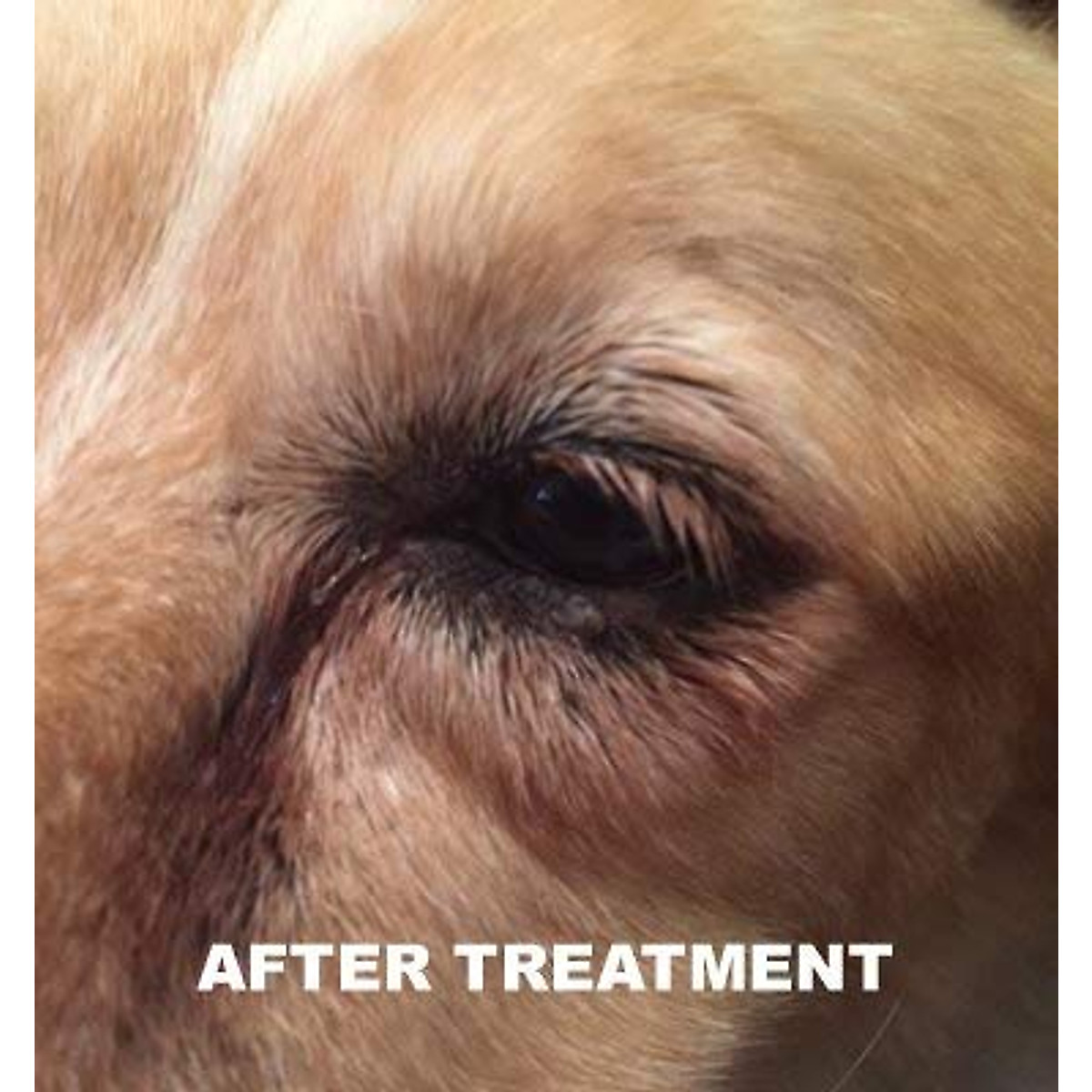 Dog Wart Remover (30ml) 100% Natural Painless Dog Warts Removal Treatment Skin Tag & Wart Remover for Dogs 1oz