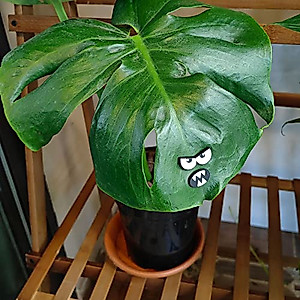 HOMDSG Monster Plant Magnets Eyes for Potted Plants, Funny Plant Safe Magnet Pins Charms, House Plant Accessories, Halloween Decorations for Plant Lovers