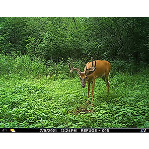 Cuddelink Cuddeback 1 Model G-5109 Cellular Camera Powered by Verizon 3 Remote L Series Cameras 4 Solar Power Banks Models PW-3600 4 16GB SD Cards 1 Hunters Warehouse Hat New