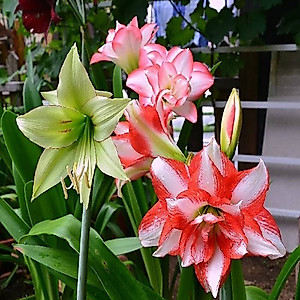 1pcs Amaryllis Bulbs Flowers Flowering Bulbs Exotic Beautiful Spectacular Flowers Bulb for Home Garden Planting.