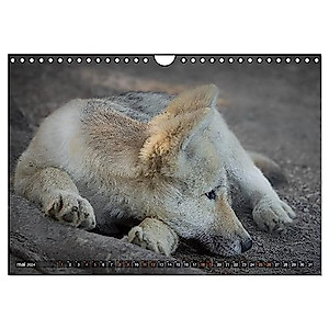 The little grey wolves (Wall Calendar 2024 DIN A4 Landscape), CALVENDO 12 Month Wall Calendar