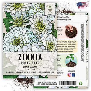 Seed Needs, Polar Bear White Zinnia Seeds - 250 Heirloom Flower Seeds for Planting Zinnia elegans - Attracts bumblebees, Honeybees & Butterflies (1 Pack)